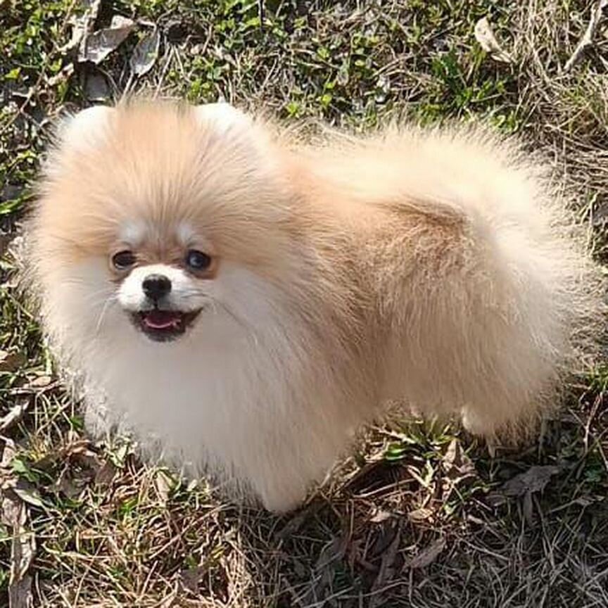 Померанский шпиц, щенок