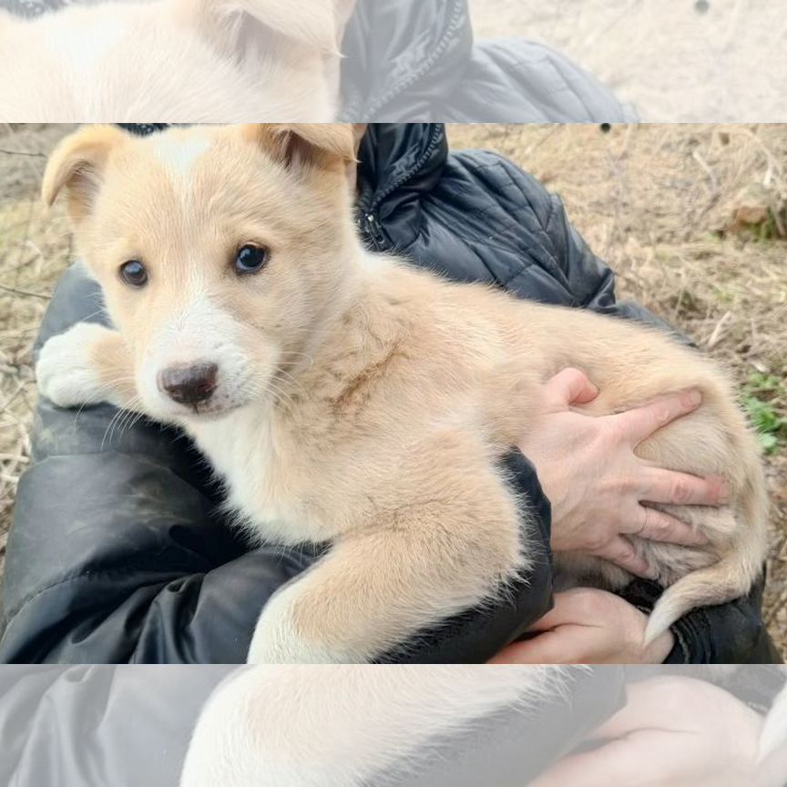 Щенок в добрые руки