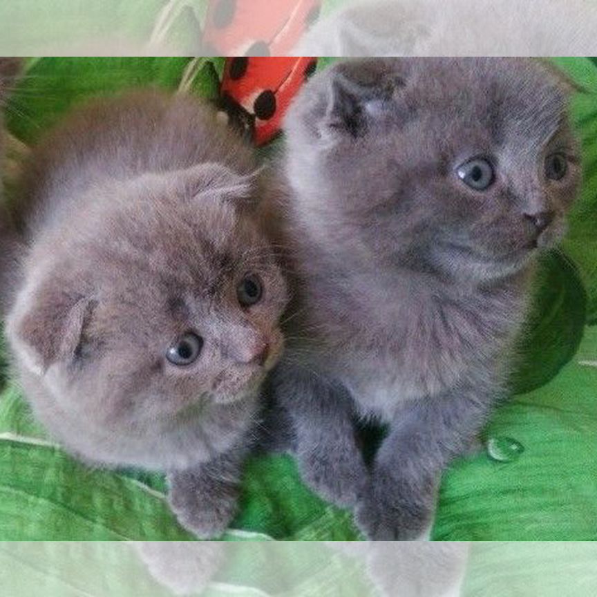 Шотландский вислоухий короткошёрстный котёнок