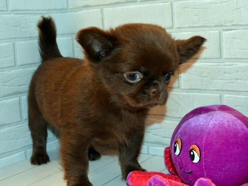 Чихуахуа шокол и лиловые мальчики курносики