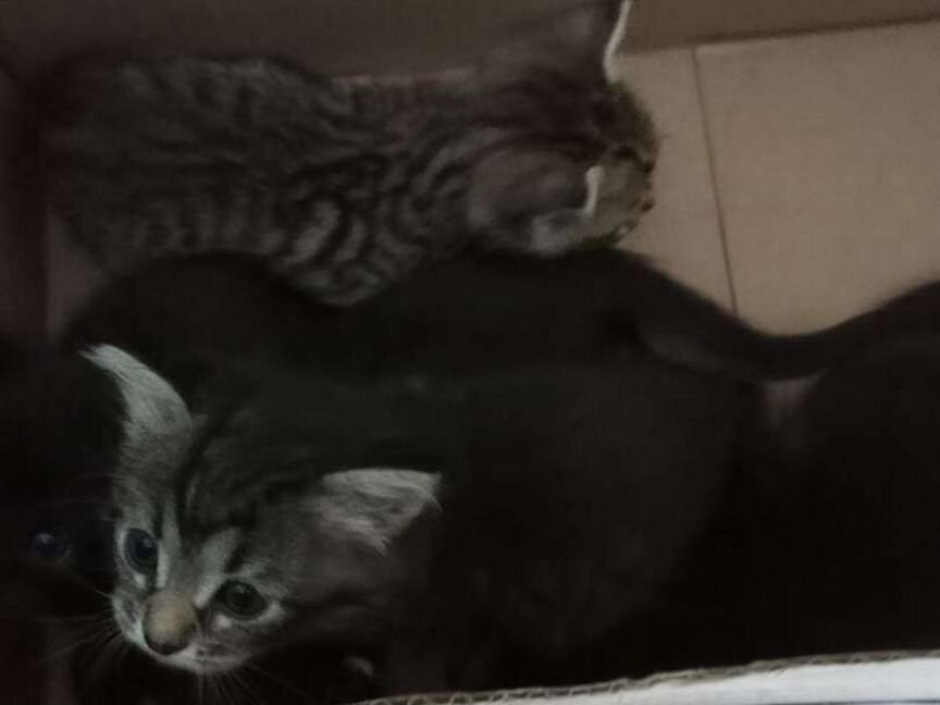 Кошки в добрые руки бесплатно