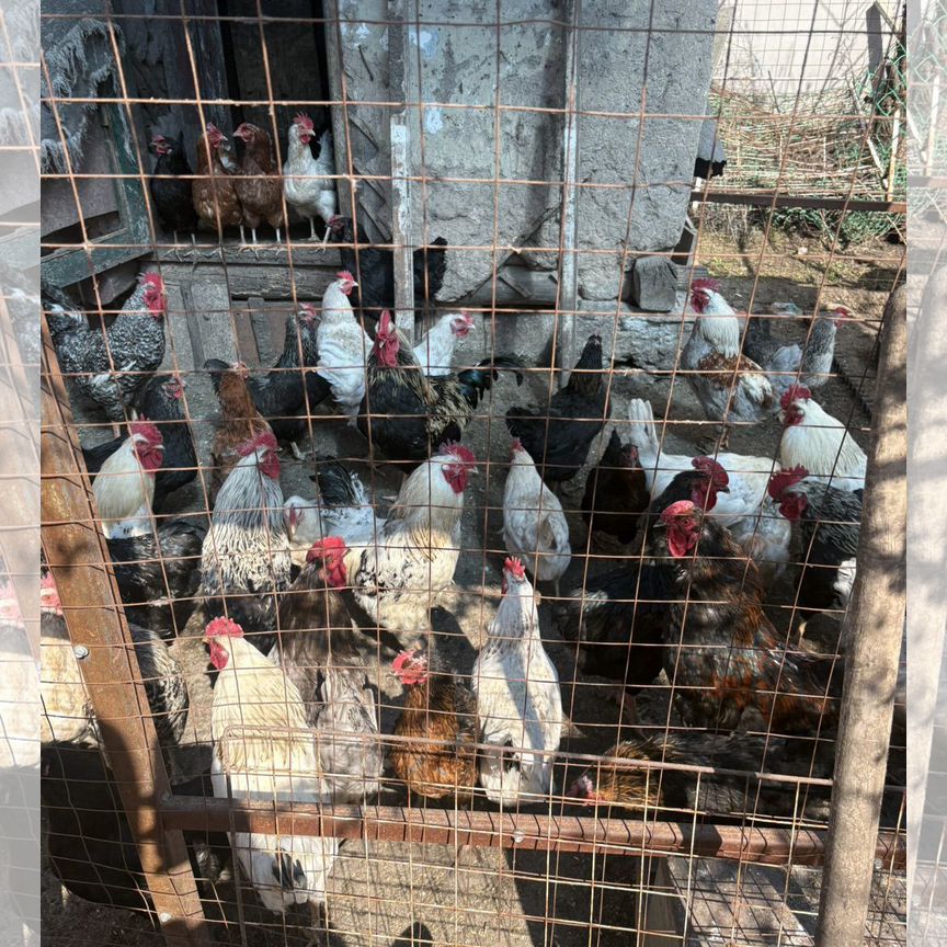 Молодые петухи