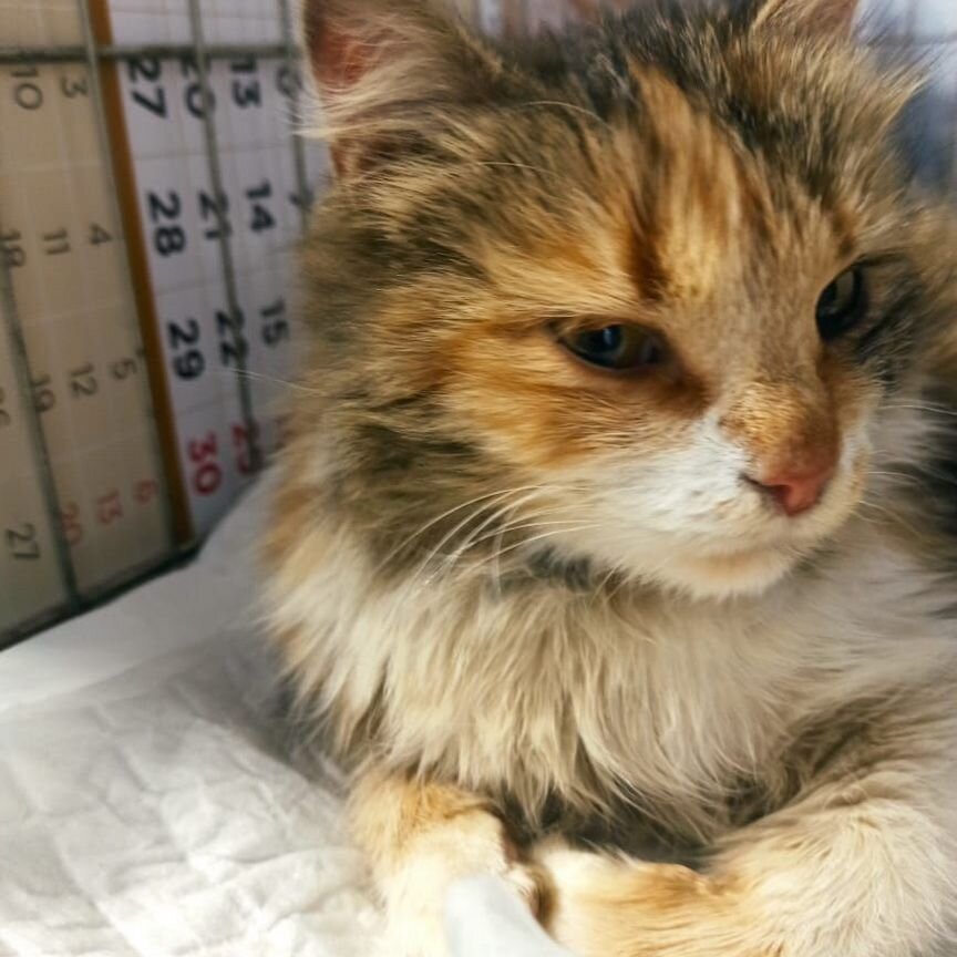 Кошечка в добрые руки