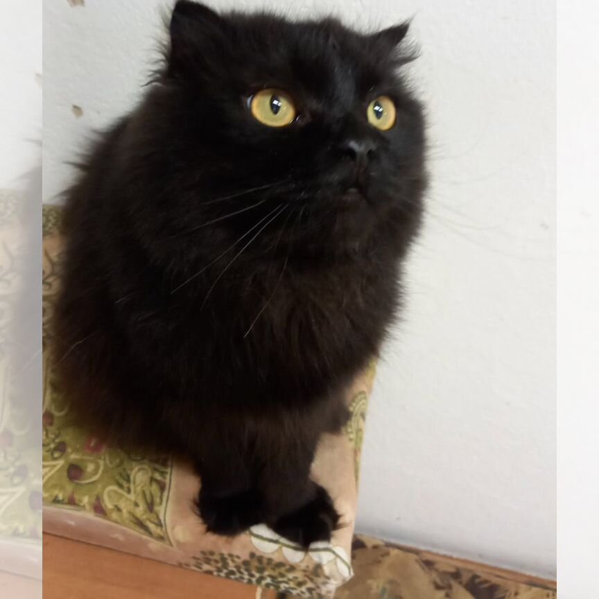 Кот