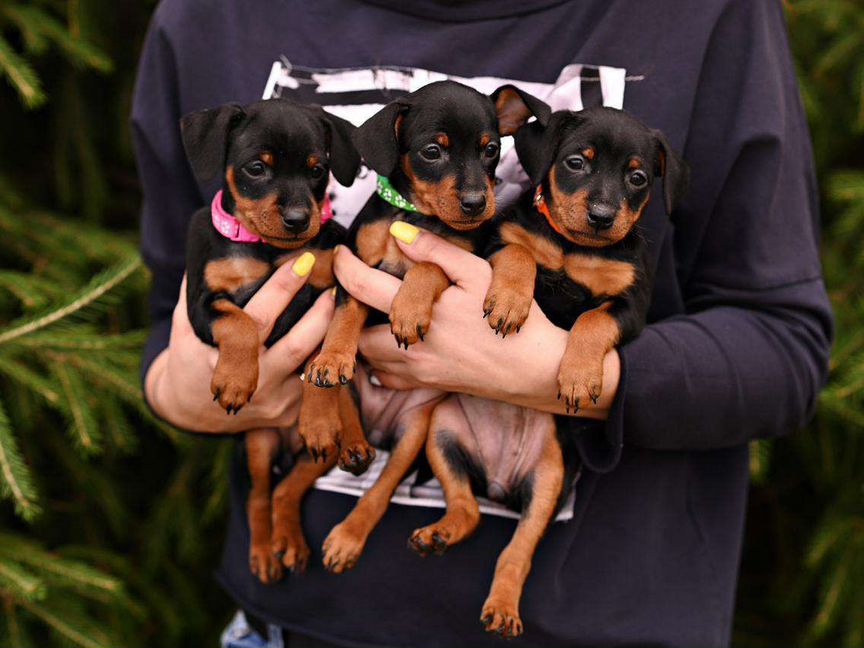 Цвергпинчер