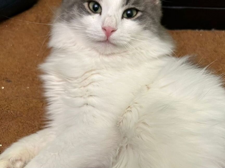 Человек,отзовись