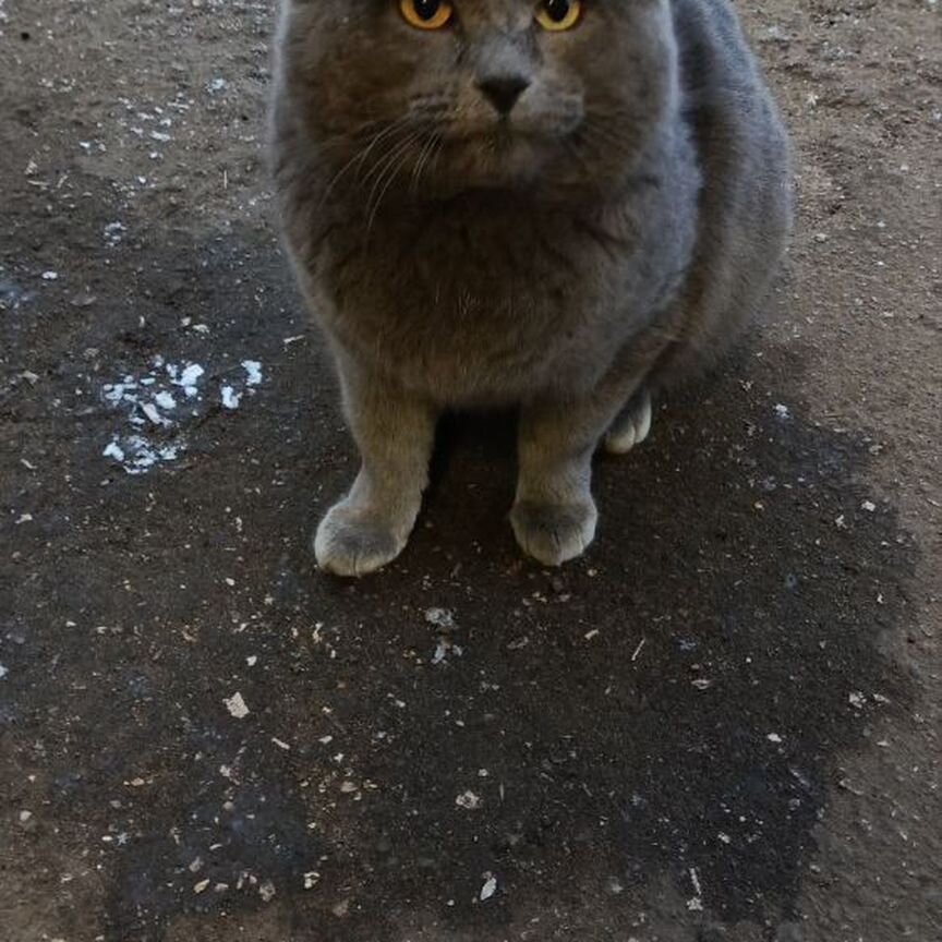 Улечный кот в добрые руки