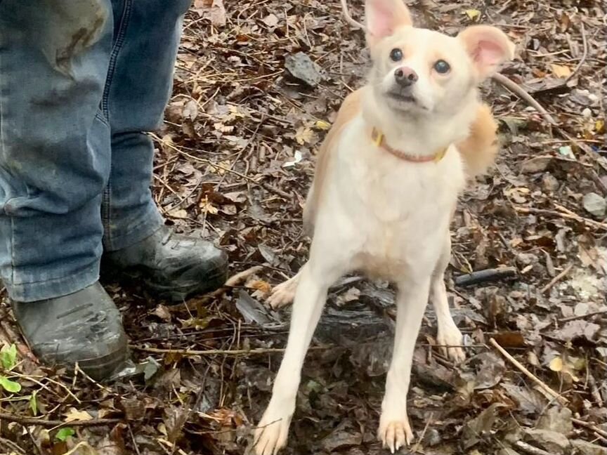 Маленький пёс Жорик в добрые руки