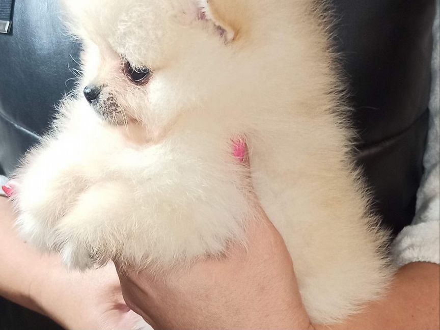 Померанский шпиц мини