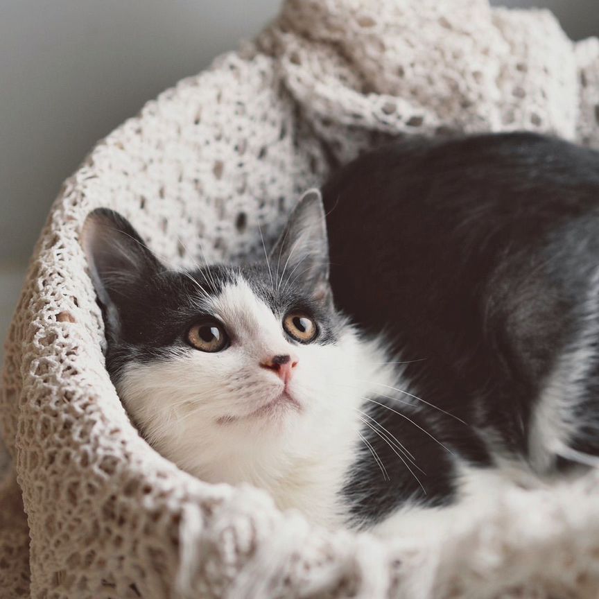 Красивый котенок