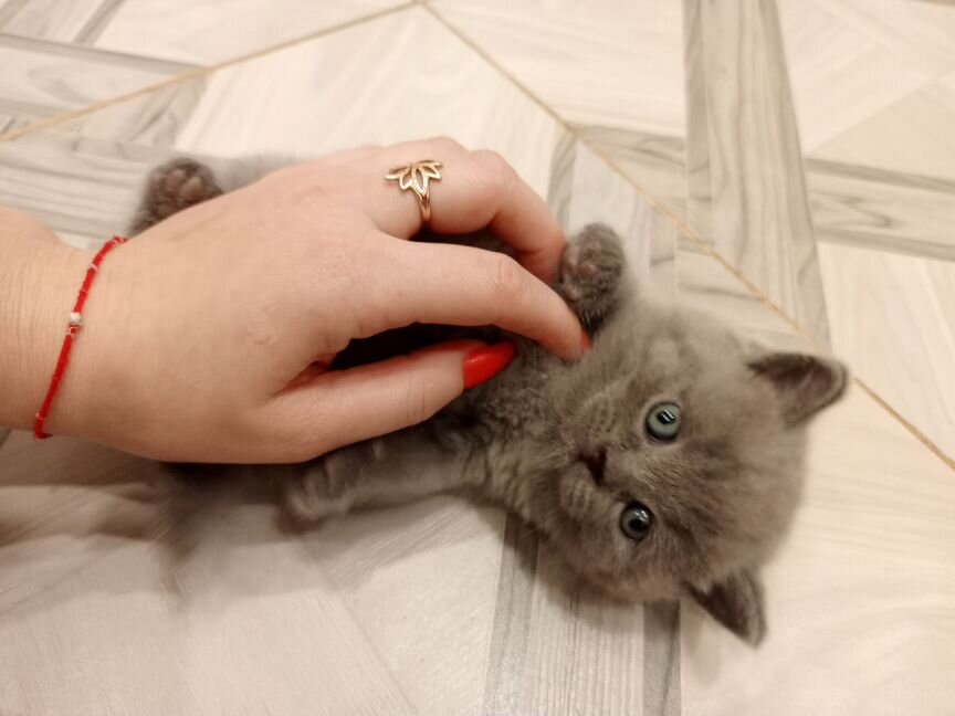 Шатландские котята