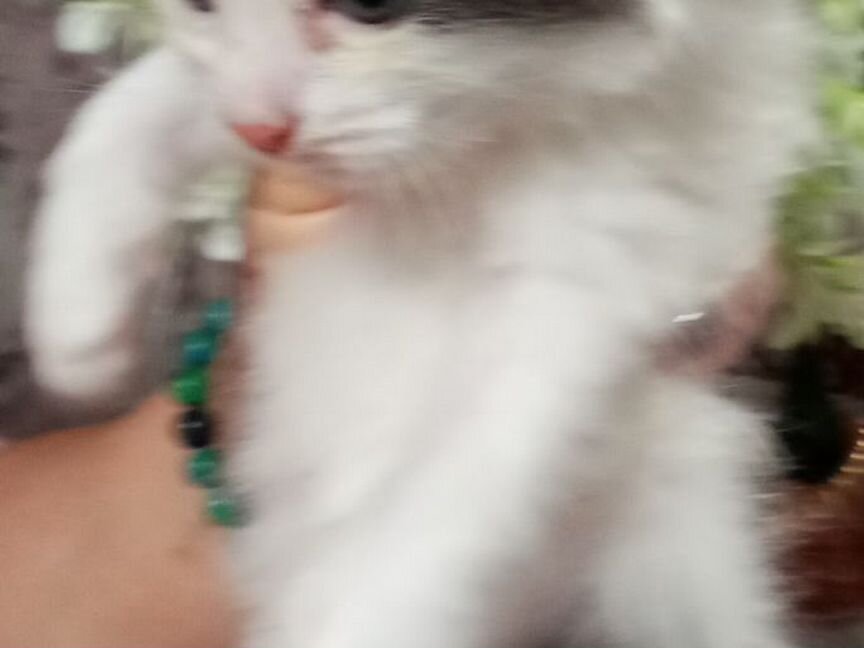 Вислоухие котята