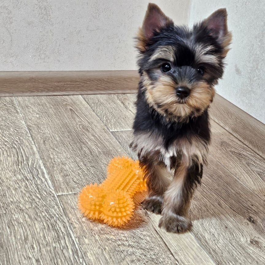 Йорки щенки