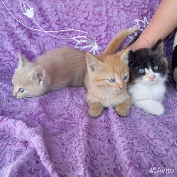 Котета в дар бесплатно