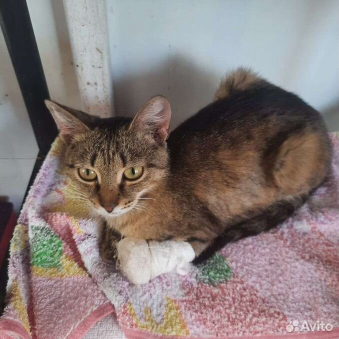 Кот без лапки