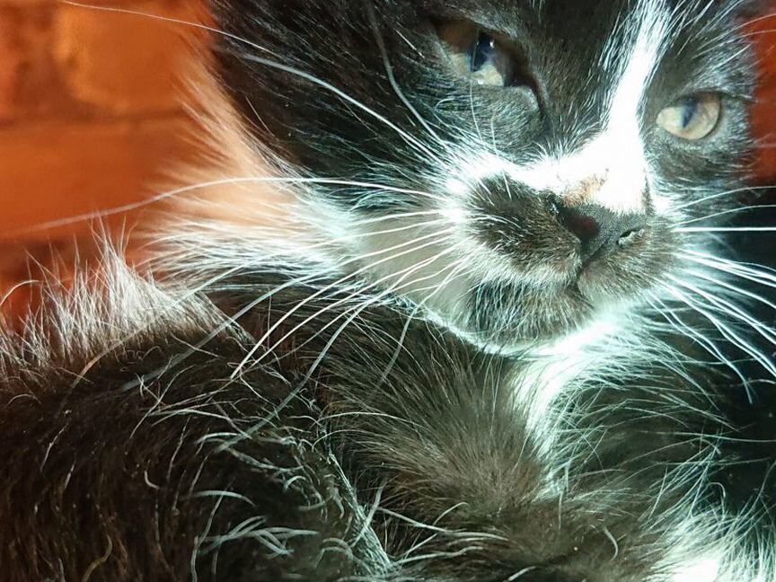 Мурлычка обыкновенная котёнок