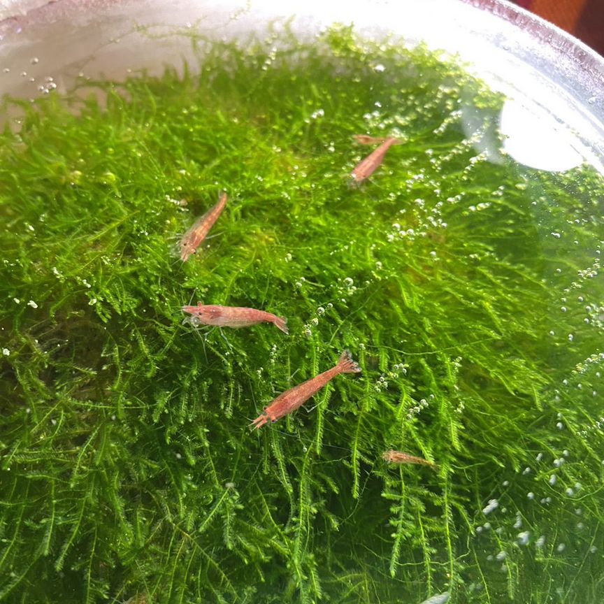 Креветки черри