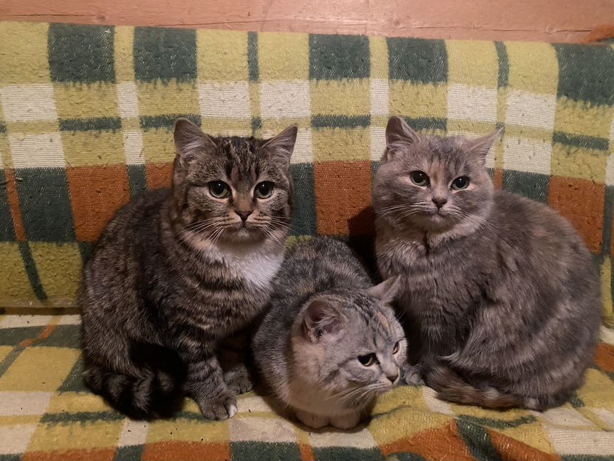 Котята в добрые руки 5 месяца