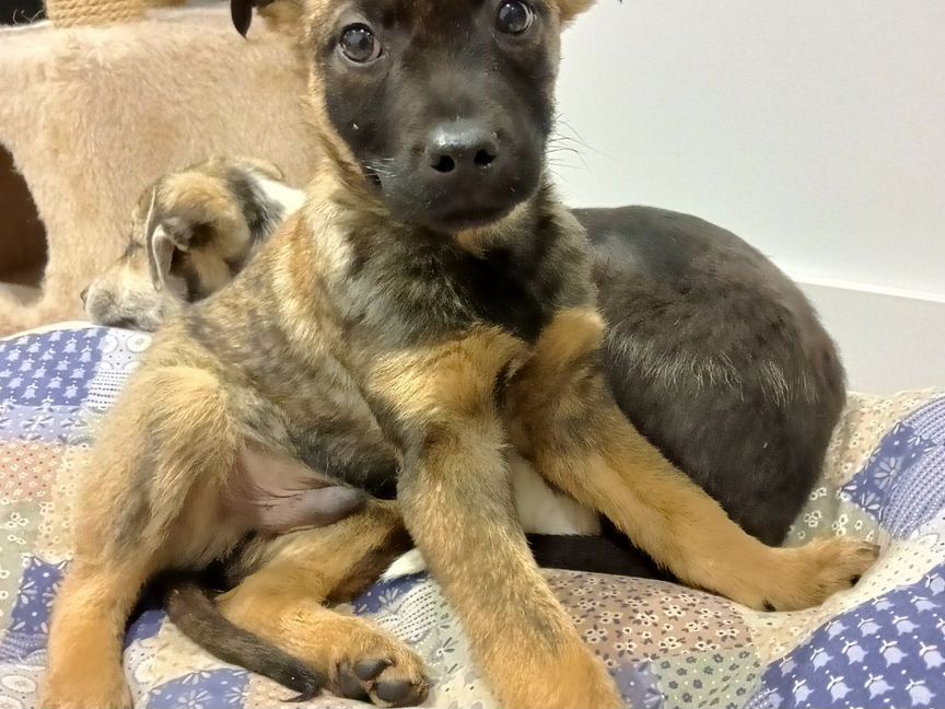 Пацан в добрые руки