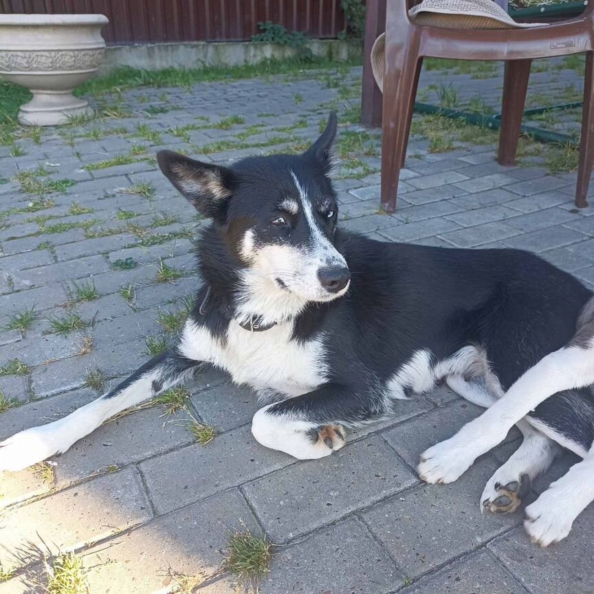 Хаски в добрые руки