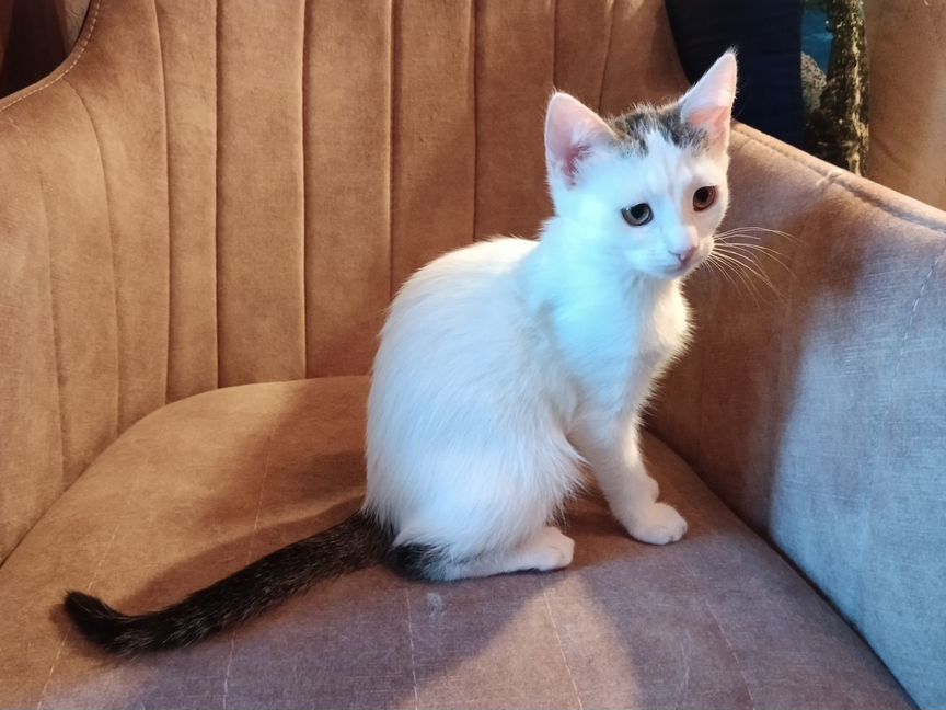 Котята в добрые руки, 3 мес., приучены к лотку