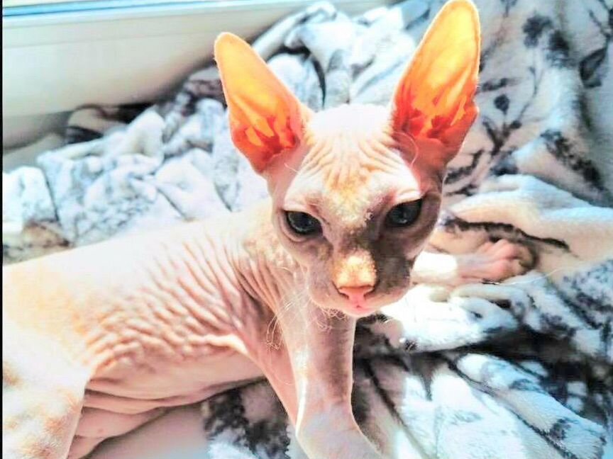 Донской сфинкс