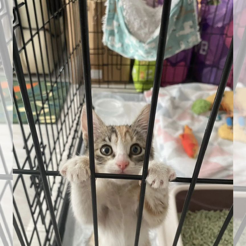 Котёнок в добрые руки