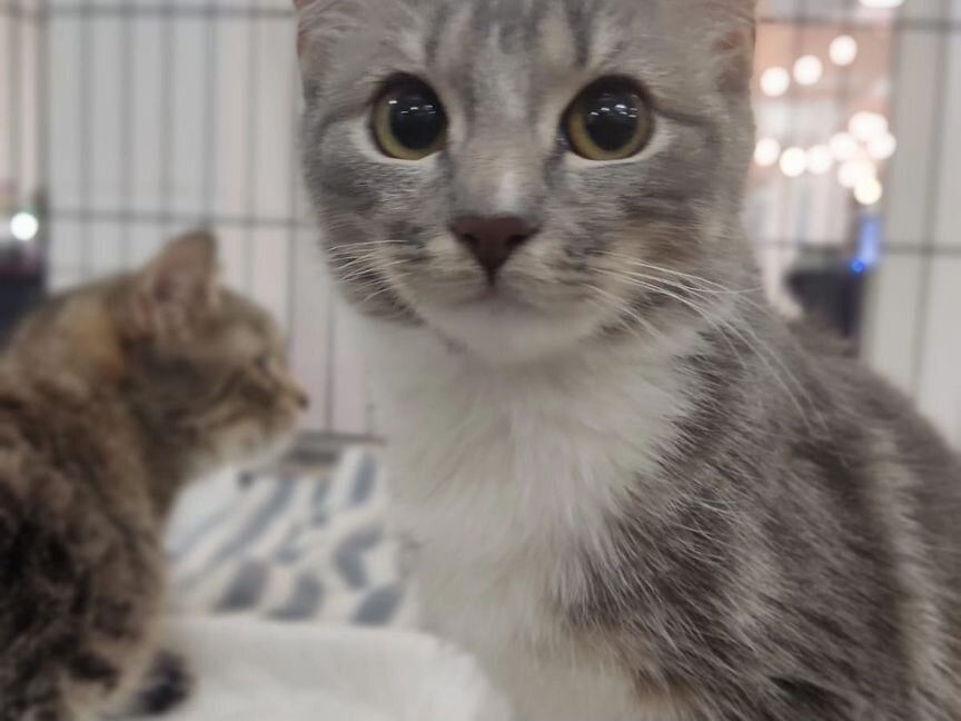 Котёнок, мальчик, в добрые руки