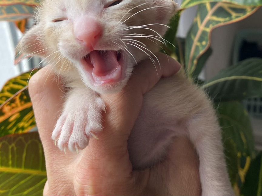 Ориентальные котята с документами