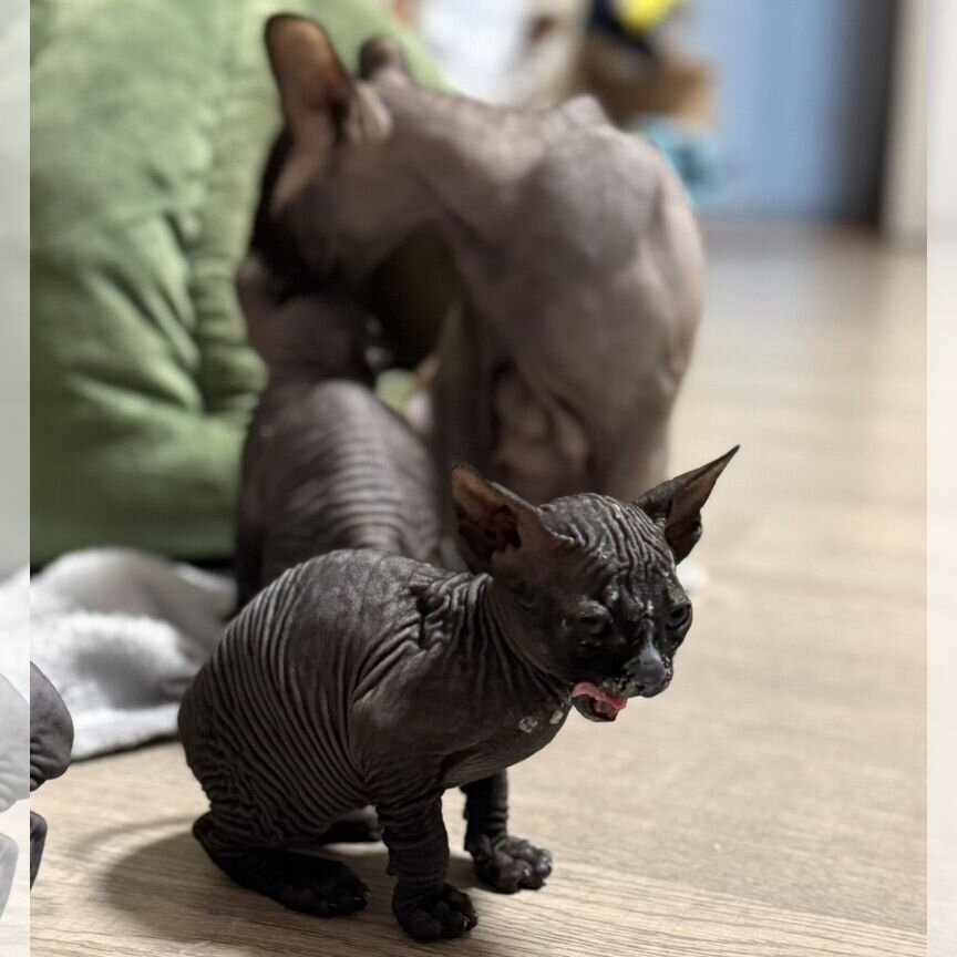 Канадский сфинкс котёнок