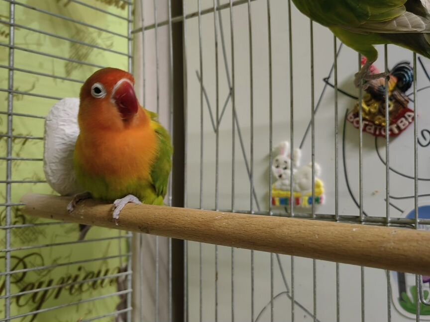 Попугаи неразлучники