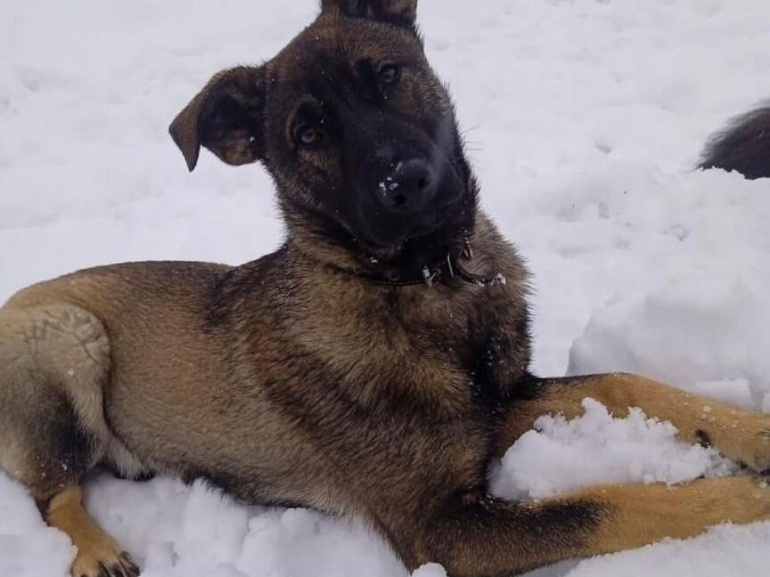 Щенок в добрые руки