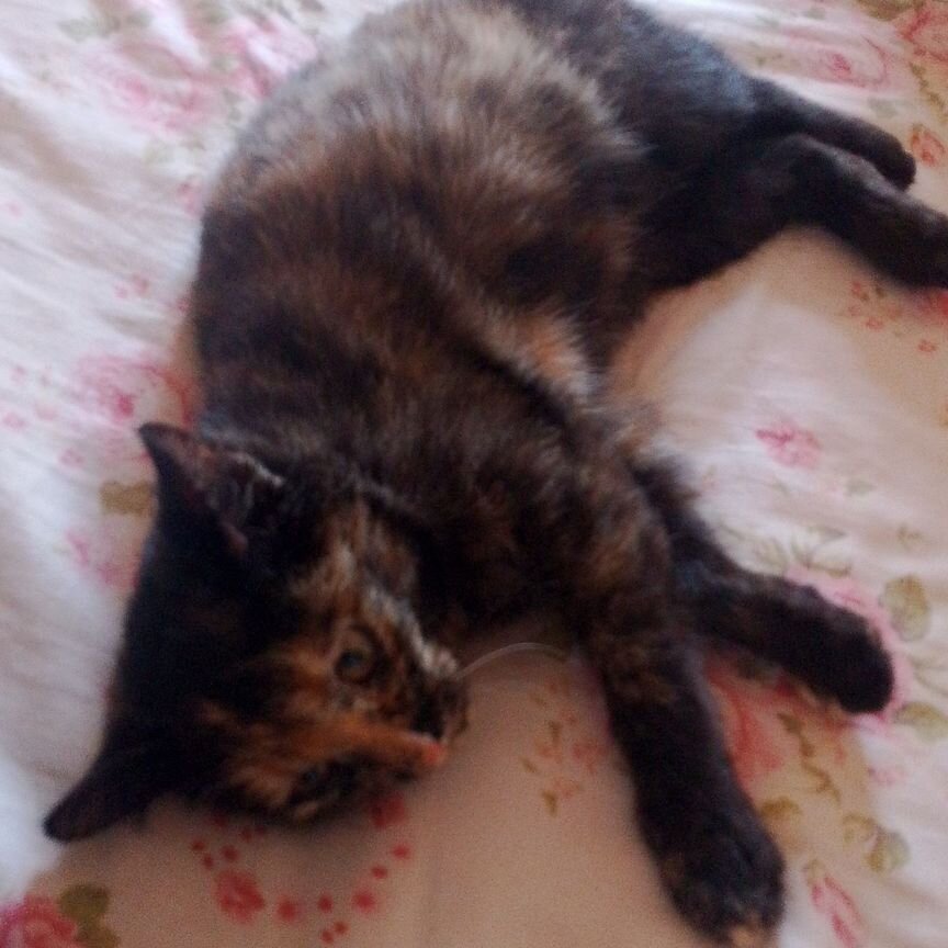 Котенок мальчик