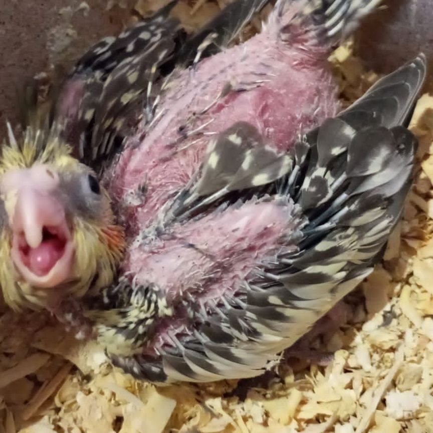 Попугай карела ручной