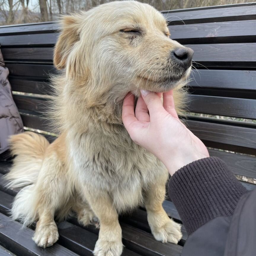 Супер пес с улицы в добрые руки