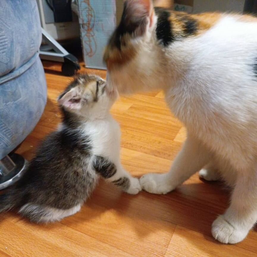 Котята здоровые, в добрые руки