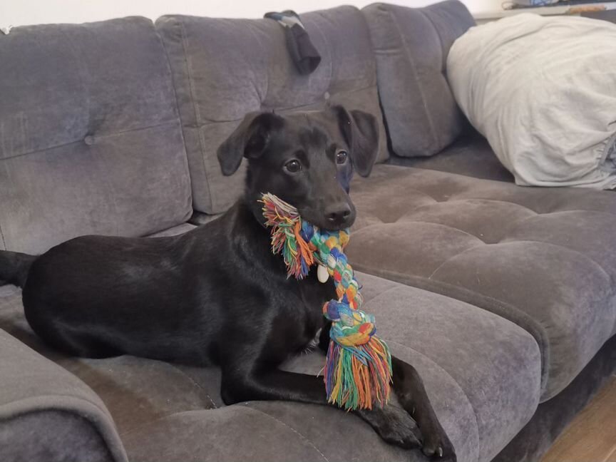 Маленькая собака