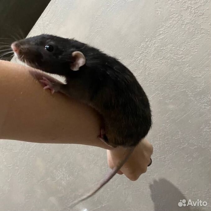 Отдам крыс дамбо вместе с клеткой