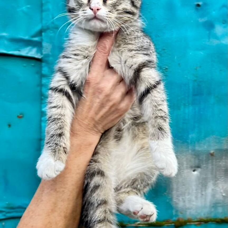 Котик 3,5 месяца