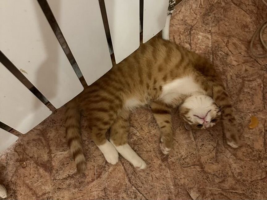 Коты для вязки