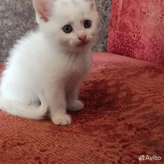 Шатланские котята