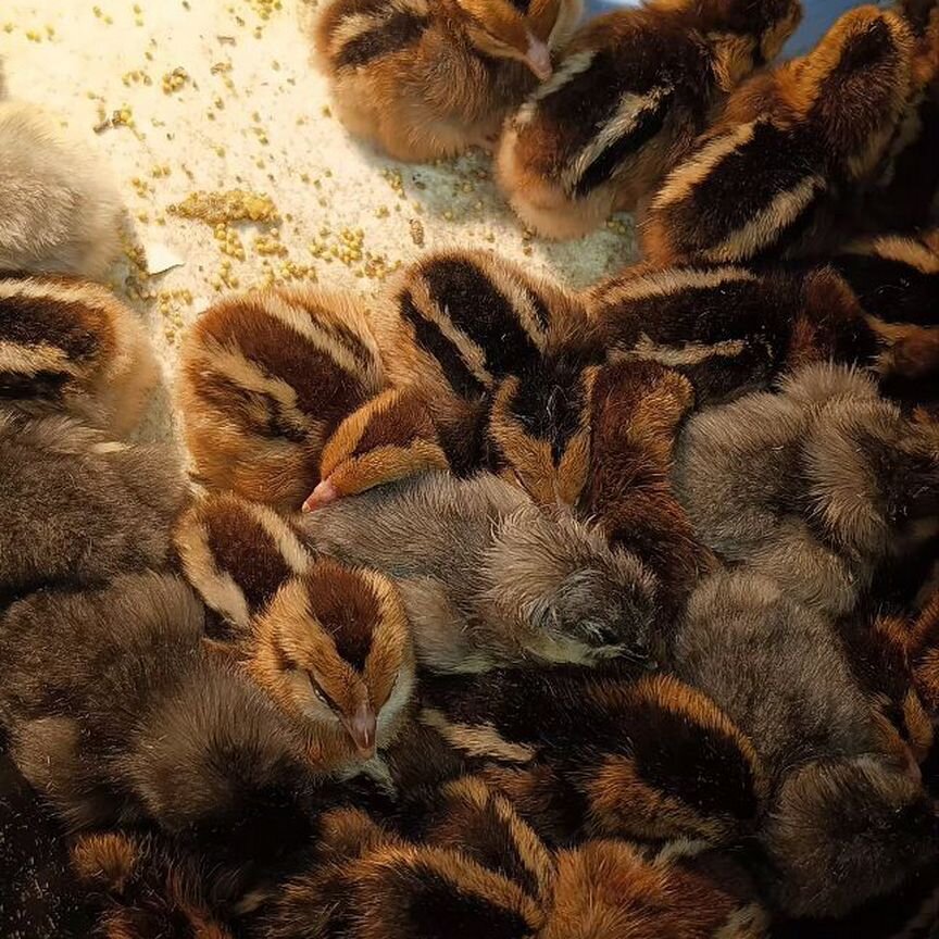 Цыплята суточные доминанты