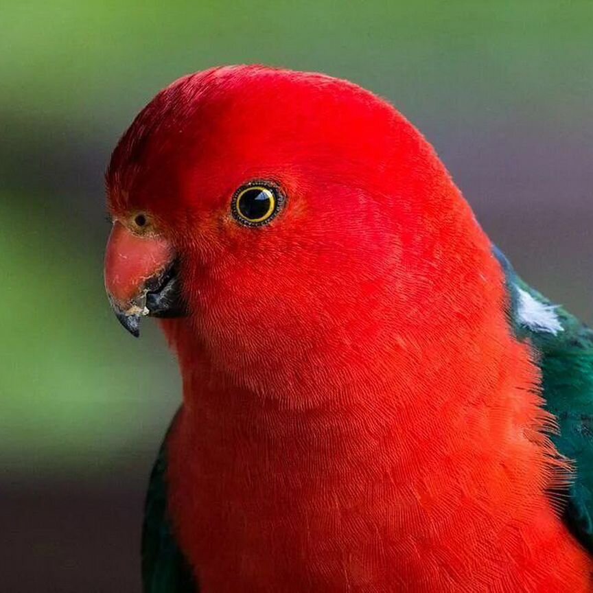 Королевский попугай