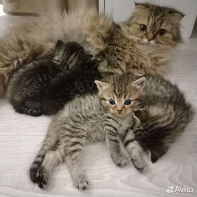 Кошки шотландцы