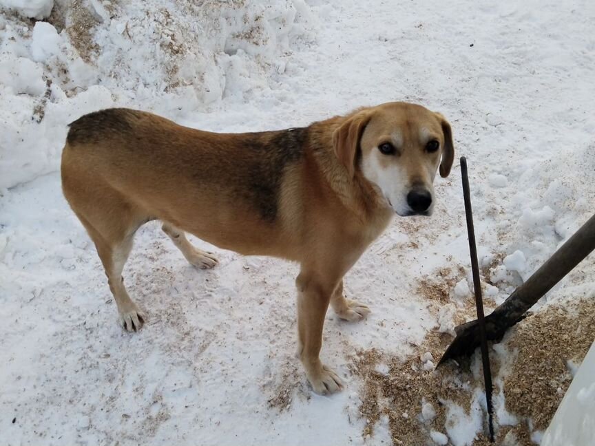 Русская гончая