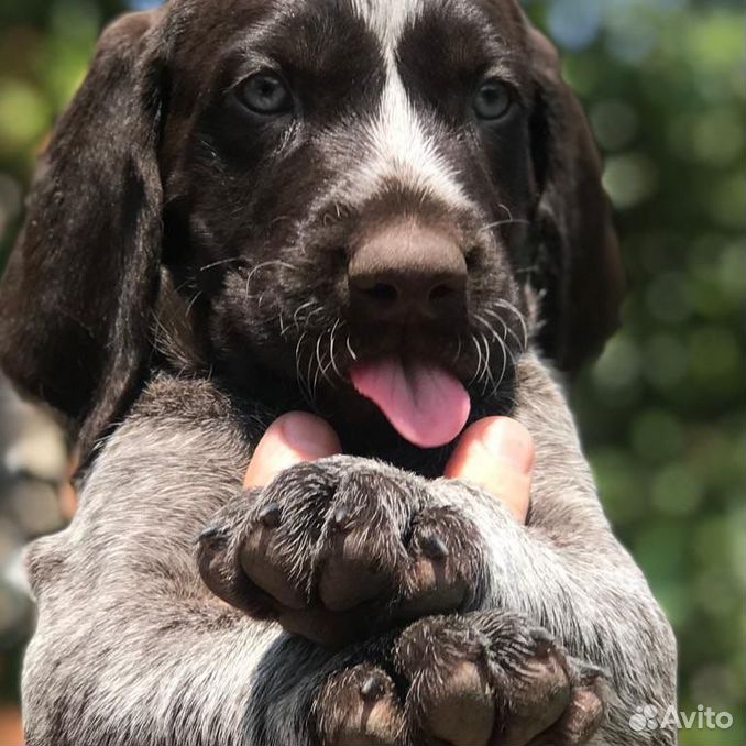 Щенки Драатхара