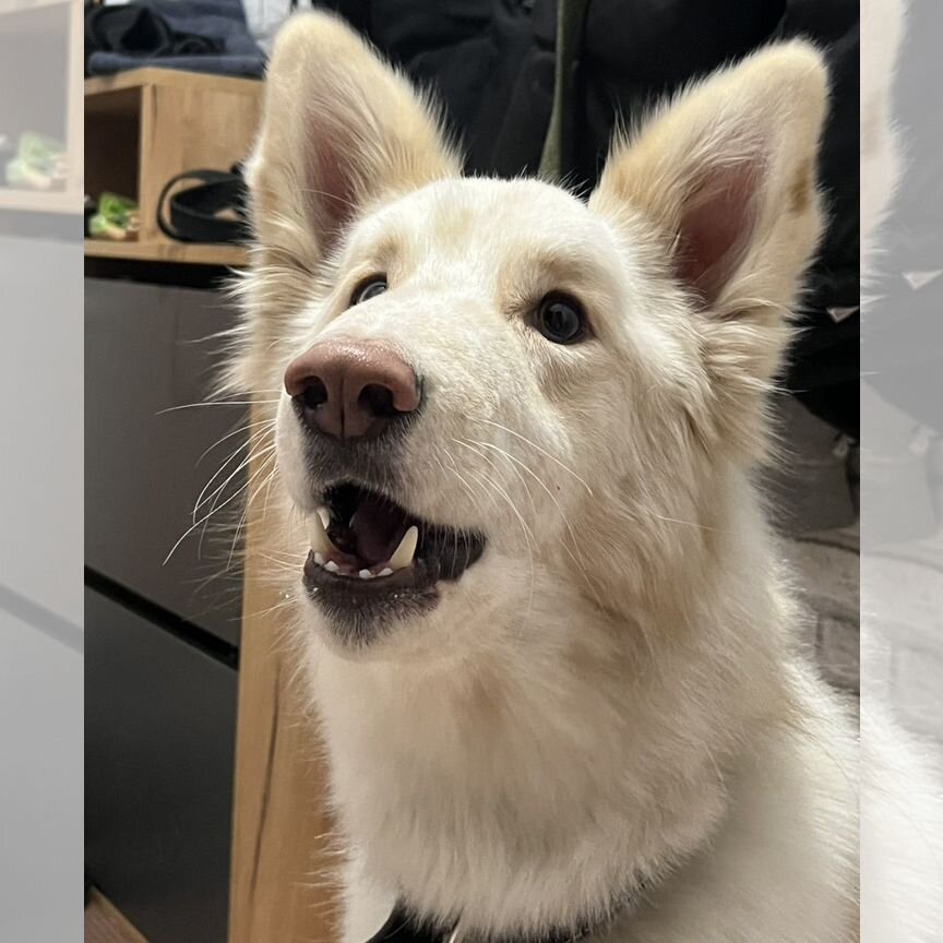 Взрослый пёс в добрые руки