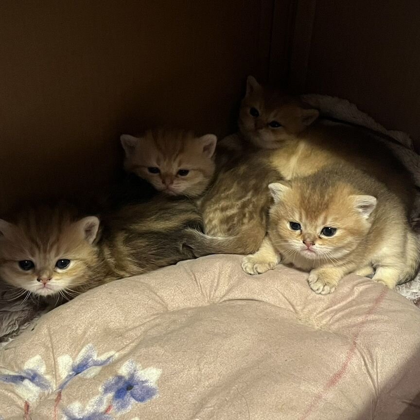 Британский короткошёрстный котёнок