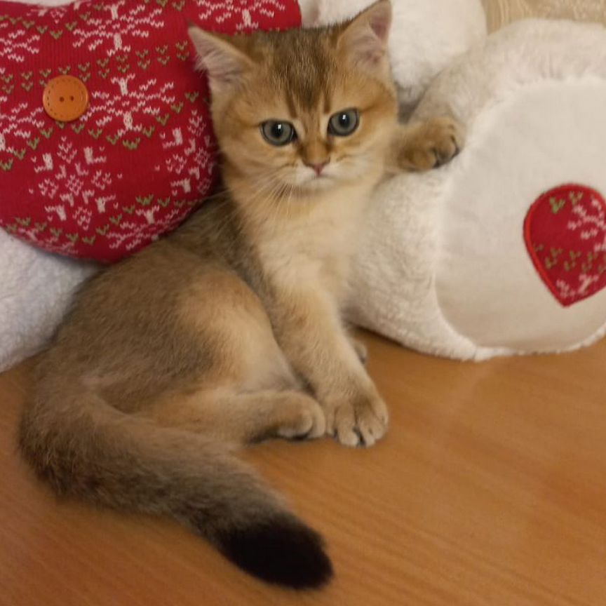 Котенок британский. Окрас золотая шиншилла