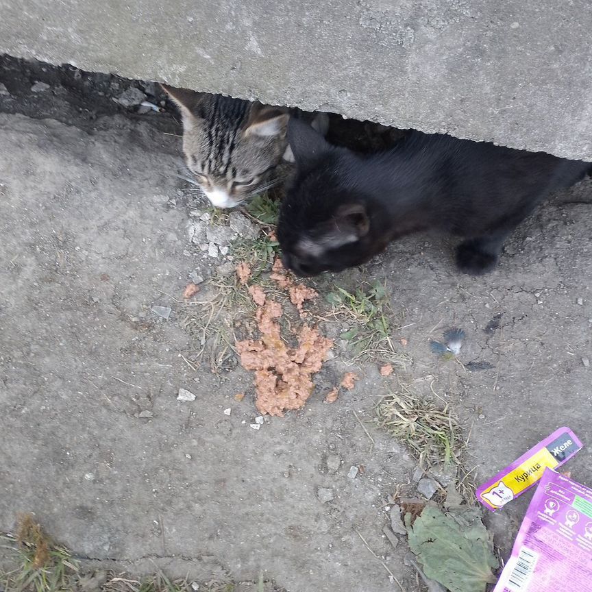 Котята